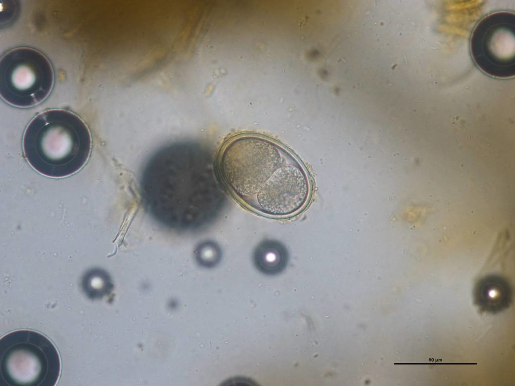 Magen-Darm-Parasiten bei Kaninchen und Meerschweinchen : LABOKLIN Bad ...