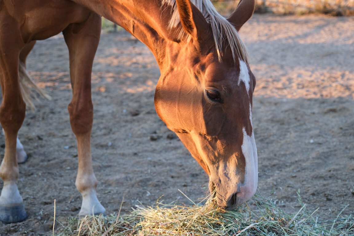 "my laboklin" : LABOKLIN Bad Kissingen