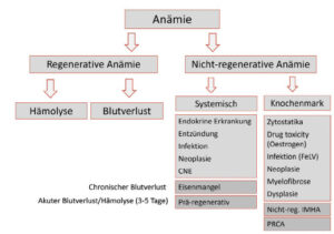 Diagnostik bei Verdacht auf immunhämolytische Anämie (IMHA) : LABOKLIN ...