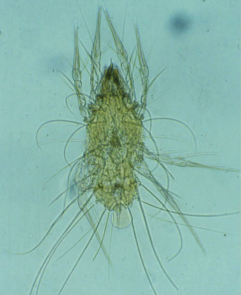 Vorratsmilben und die Futtermittelallergie : LABOKLIN Bad Kissingen