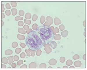Hämatologie bei Kaninchen und Meerschweinchen : LABOKLIN Bad Kissingen