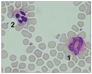 Hämatologie bei Kaninchen und Meerschweinchen : LABOKLIN Bad Kissingen