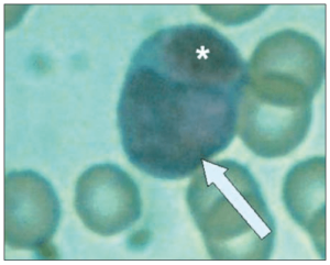 Hämatologie bei Kaninchen und Meerschweinchen : LABOKLIN Bad Kissingen