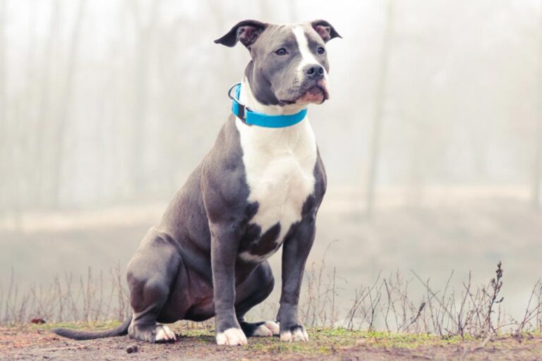 Farbmutantenalopezie (Colour Dilution Alopecia/CDA) : LABOKLIN Bad Kissingen