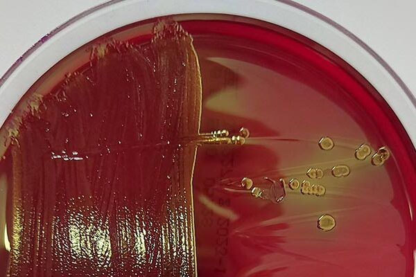 INFOTHEK: Aktuelles : LABOKLIN Bad Kissingen